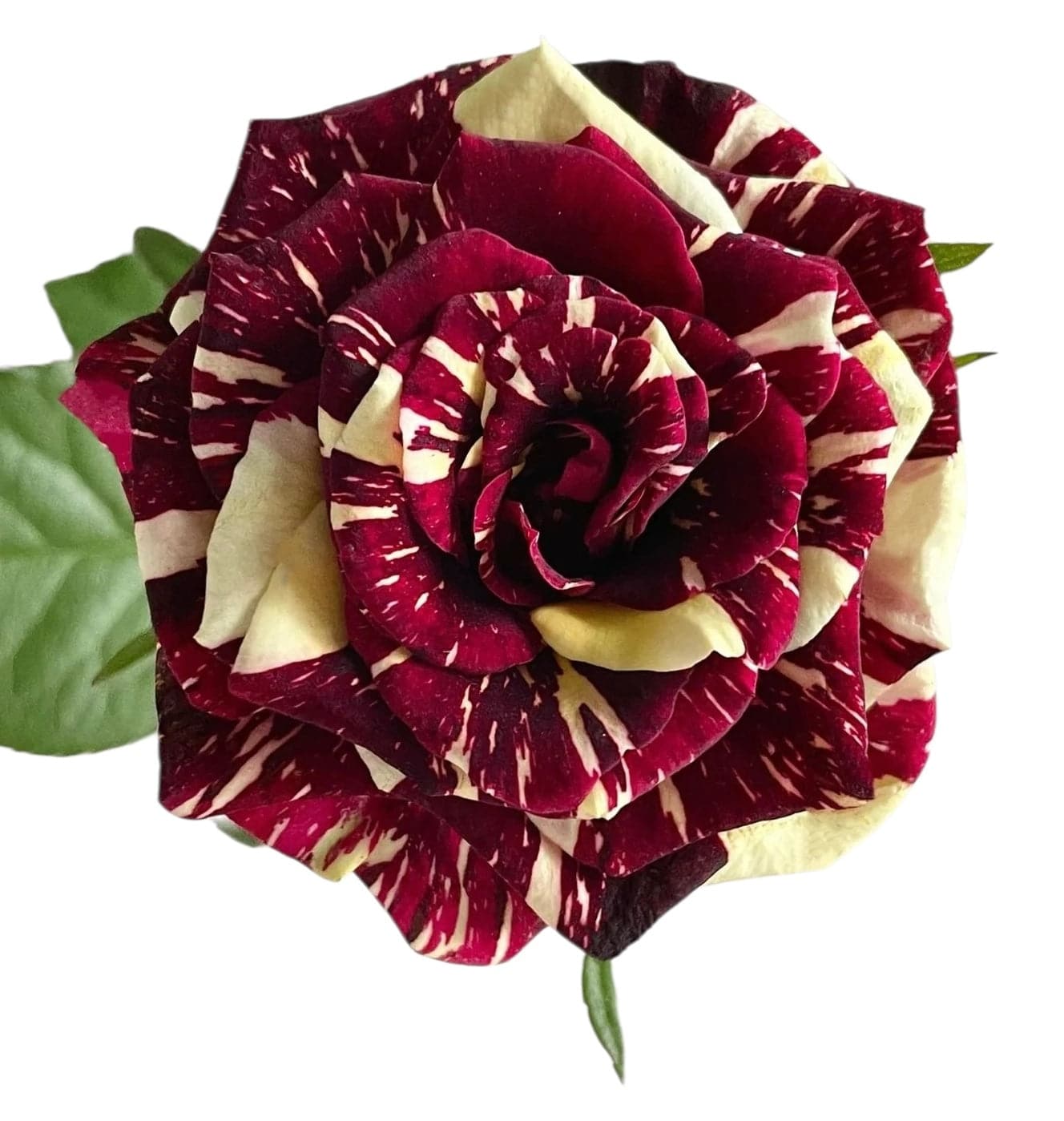 Super Premium Abracadabra