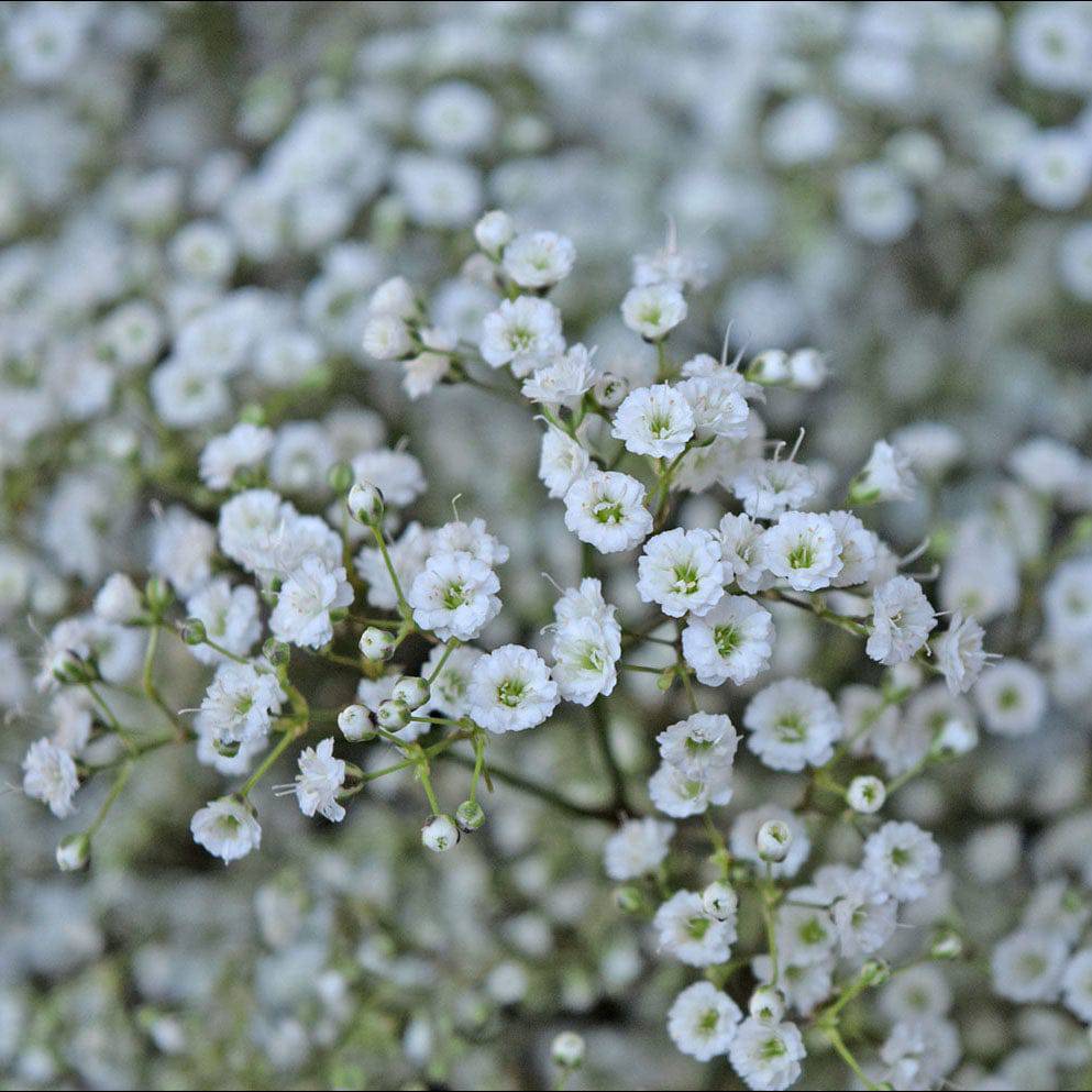 Gypsophila Million Star 250g | Santa Maria Garden