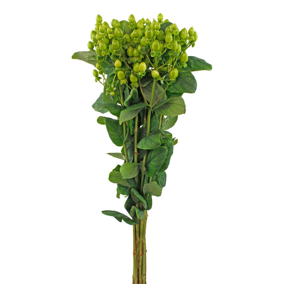 Hypericum - Green
