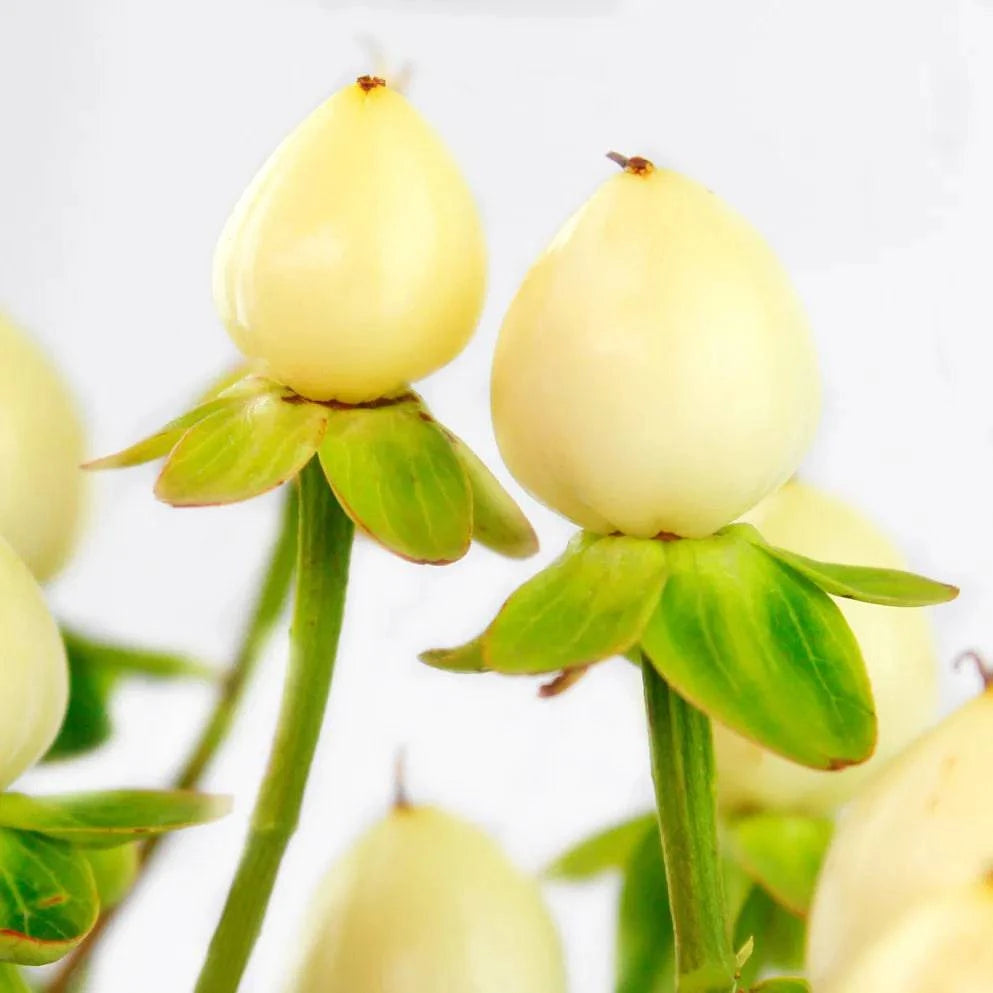 Hypericum - White
