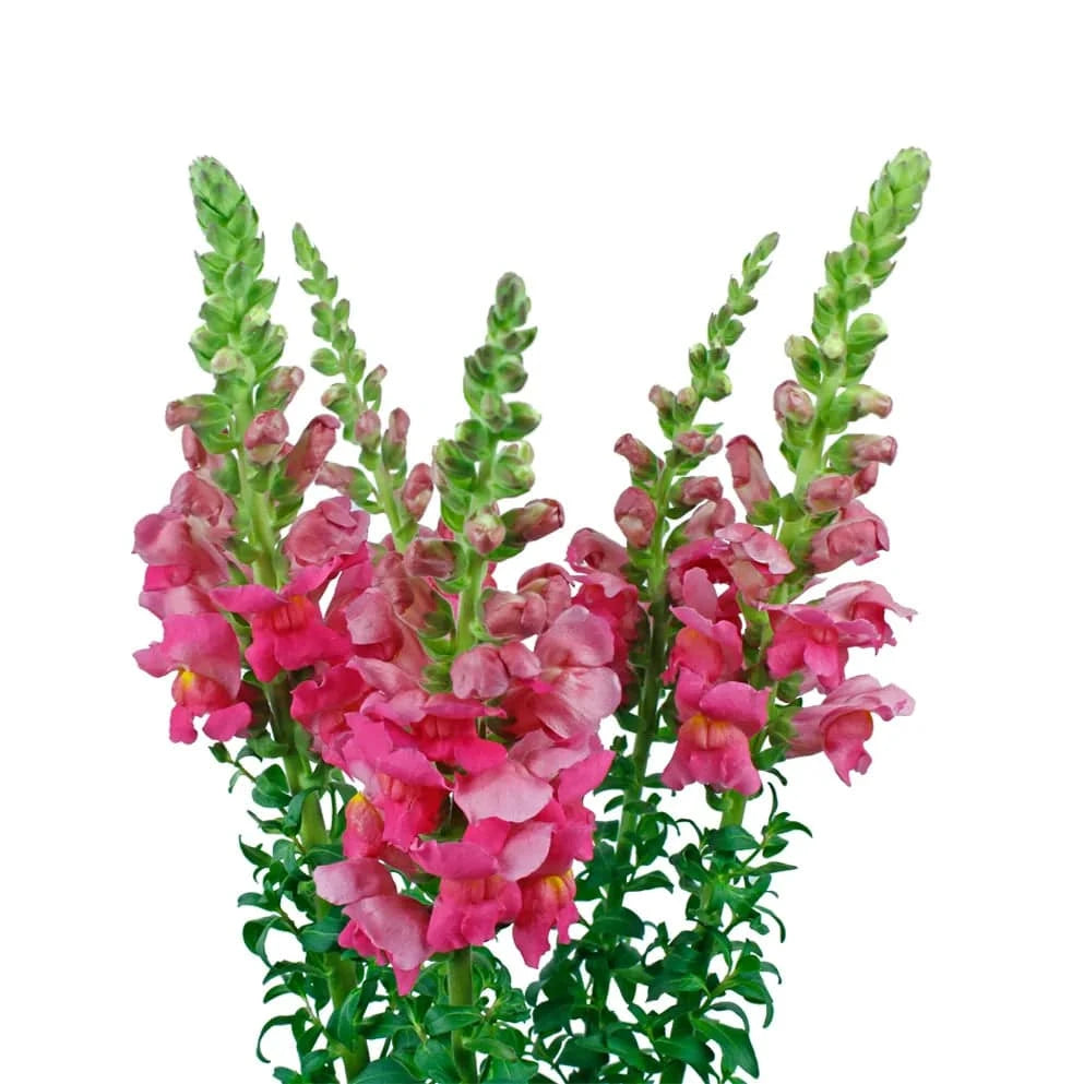 Snapdragon - Hot Pink