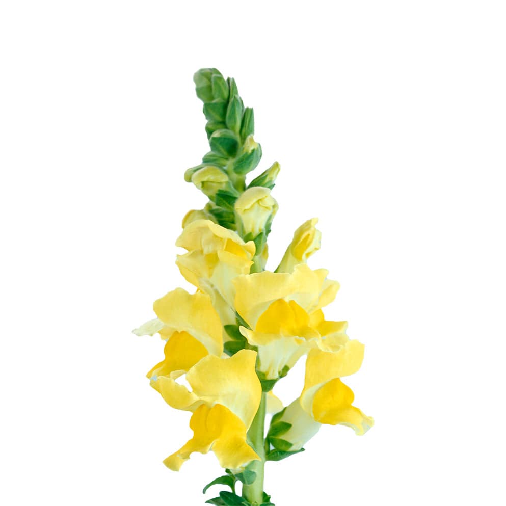 Snapdragon - Yellow
