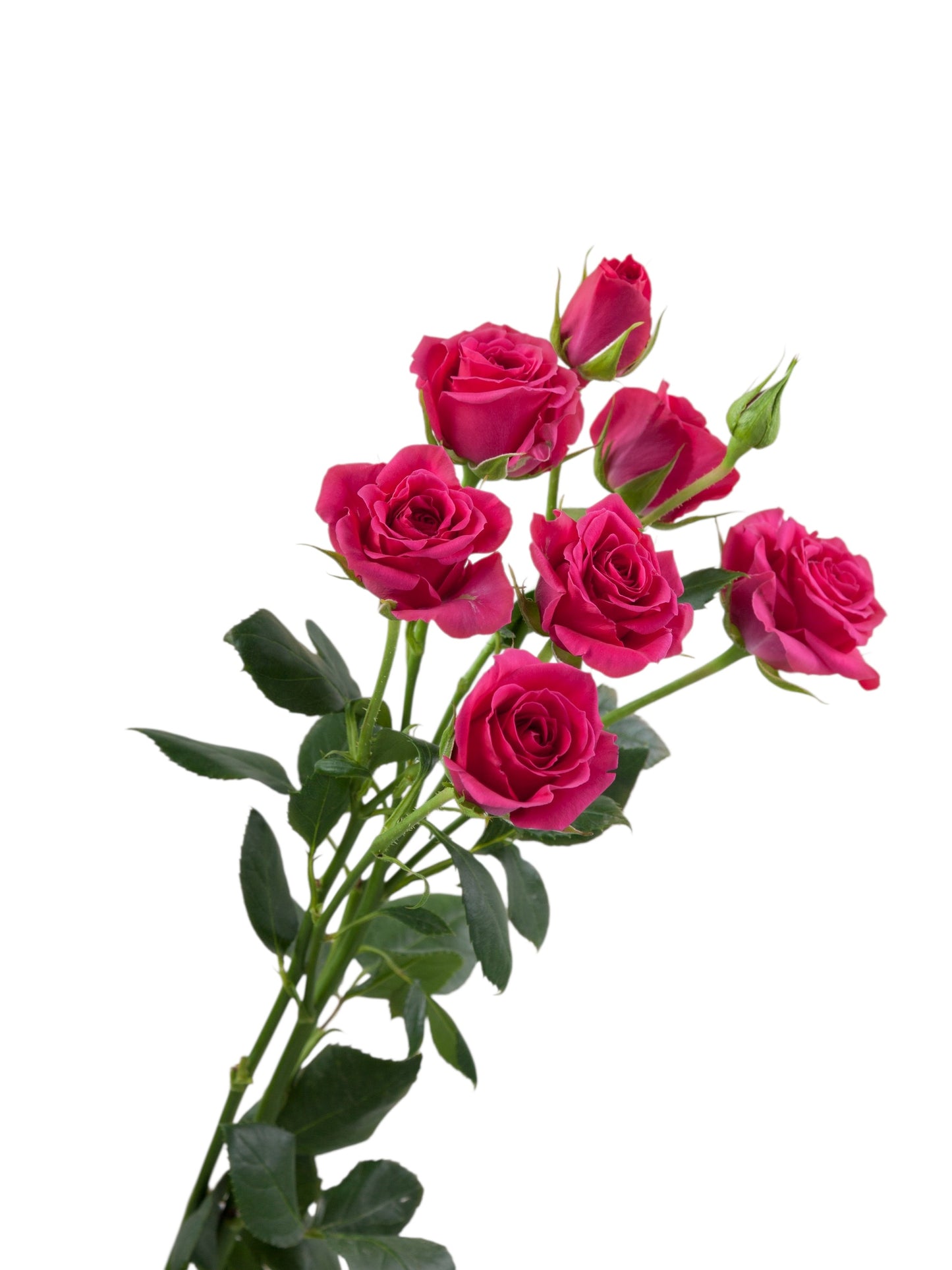 Classic Gem Star | Santa Maria Garden